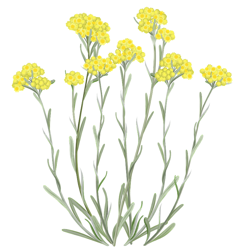 Neptune | Hyaluronic Acid Moisture Serum – Luna Nectar